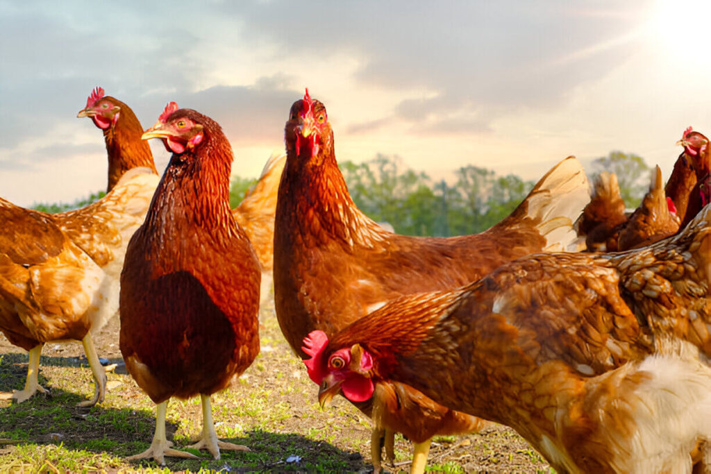 Hy-Line Layers - 1stchicken