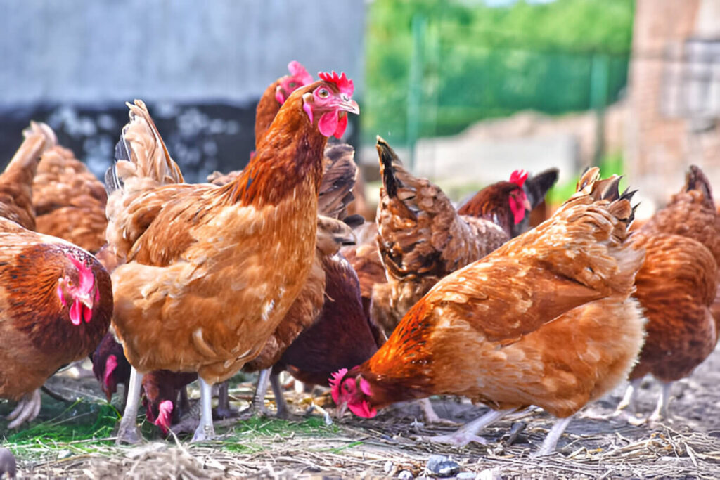Hy-Line Layers - 1stchicken